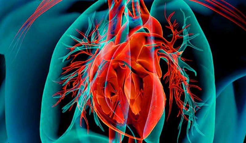 Emerging therapies in HCM: The potential role of cardiac myosin ...