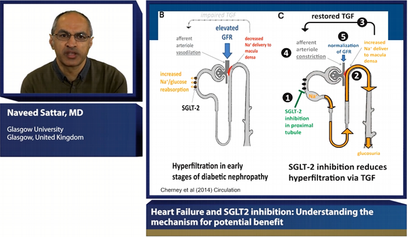 Heart failure and SGLT2 inhibition: understanding the mechanism for ...